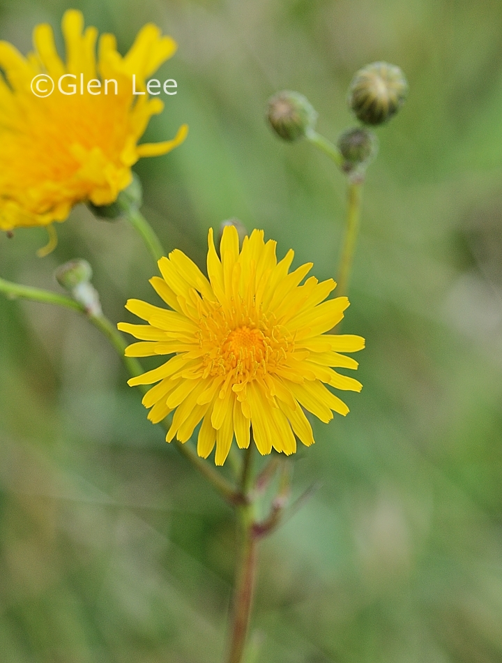 Sonchus arvensis photos Saskatchewan Wildflowers Sonchus arvensis photos Saskatchewan Wildflowers